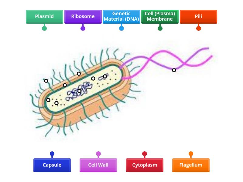 Bacteria (Prokaryotic) Cell structures - Labelled diagram