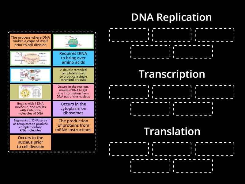 DNA Replication, Transcription, Translation - Group sort
