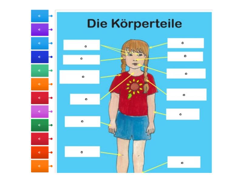 die Körperteile - Labelled diagram