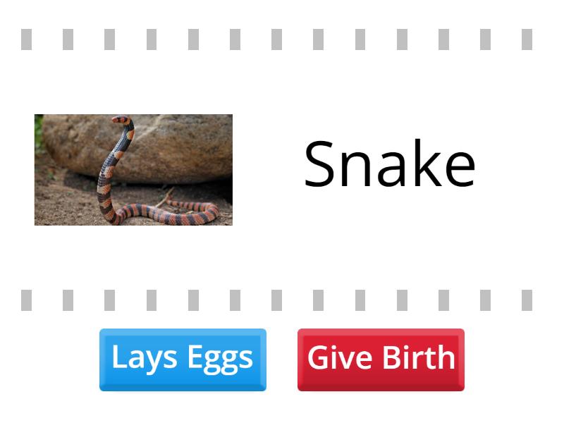 Lays eggs or Give birth (Reproduction Method of Animals) - True or false