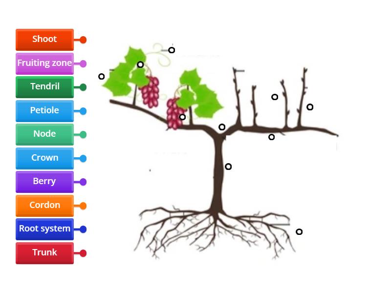 Label a grapevine - Labelled diagram