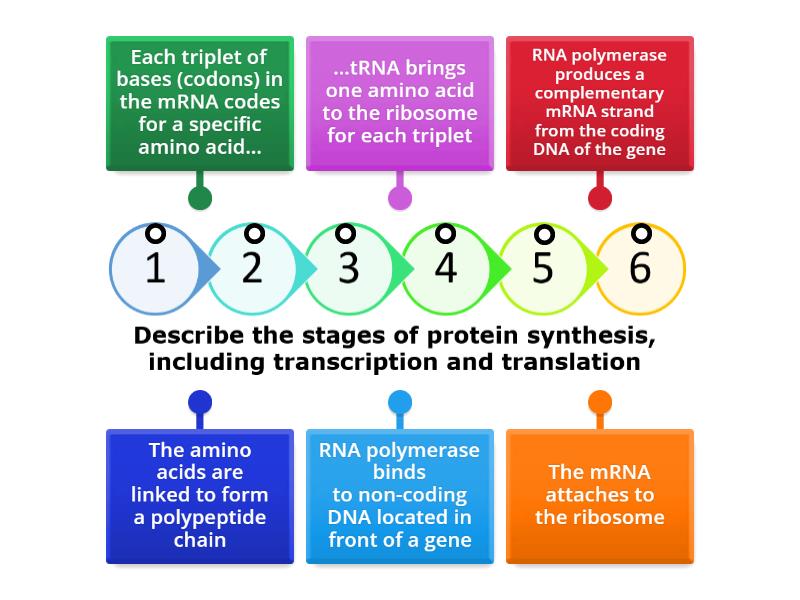 The stages of protein synthesis, including transcription and ...