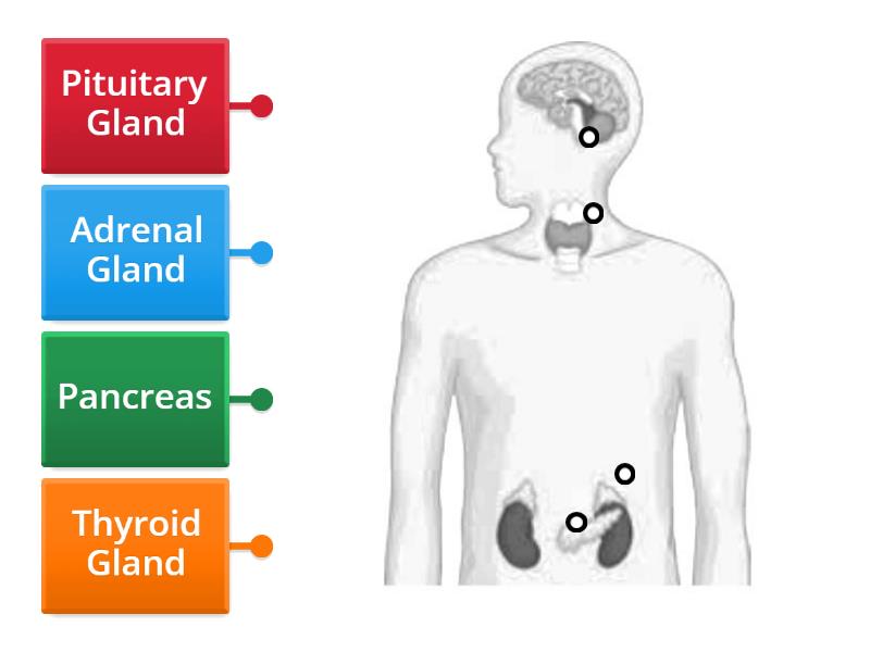 Endocrine System Diagram Labelled Diagram
