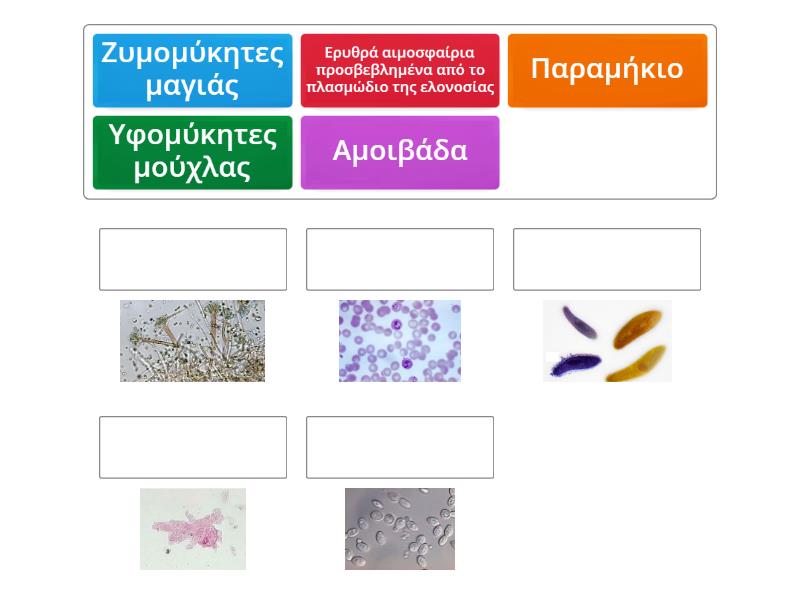 ΜΙΚΡΟΒΙΑ ΠΑΝΤΟΥ - Match up