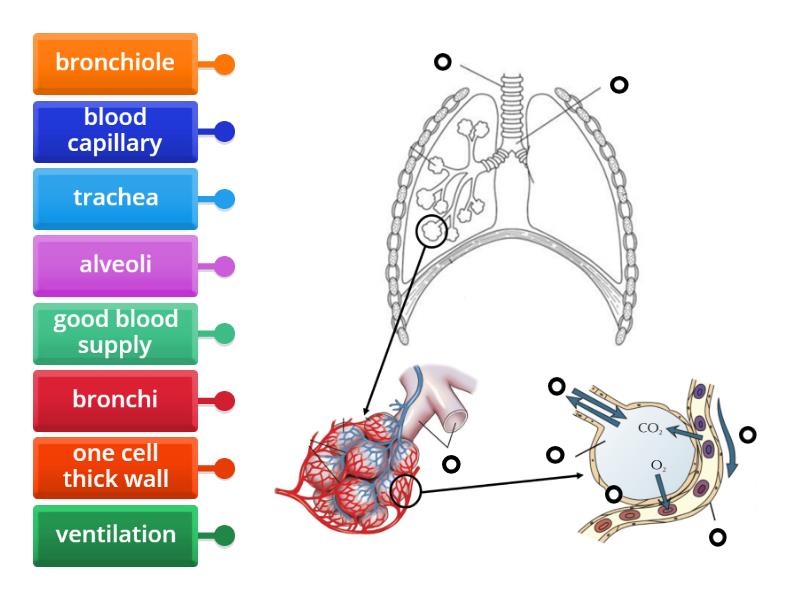Human respiratory (breathing) system - Labelled diagram