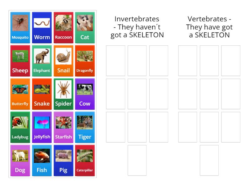 Invertebrates and Vertebrates Animals - Group sort