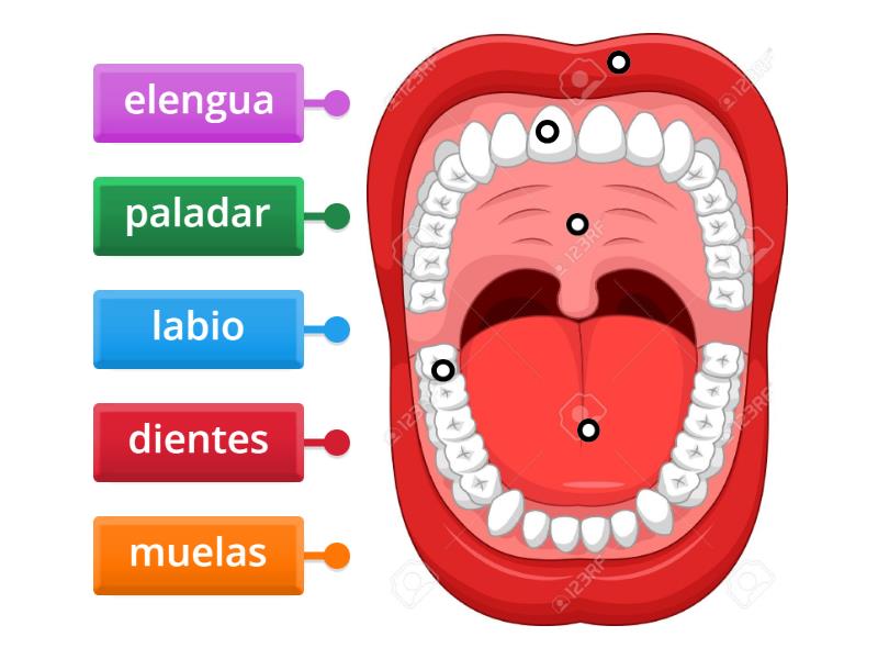 Partes de la boca - Labelled diagram
