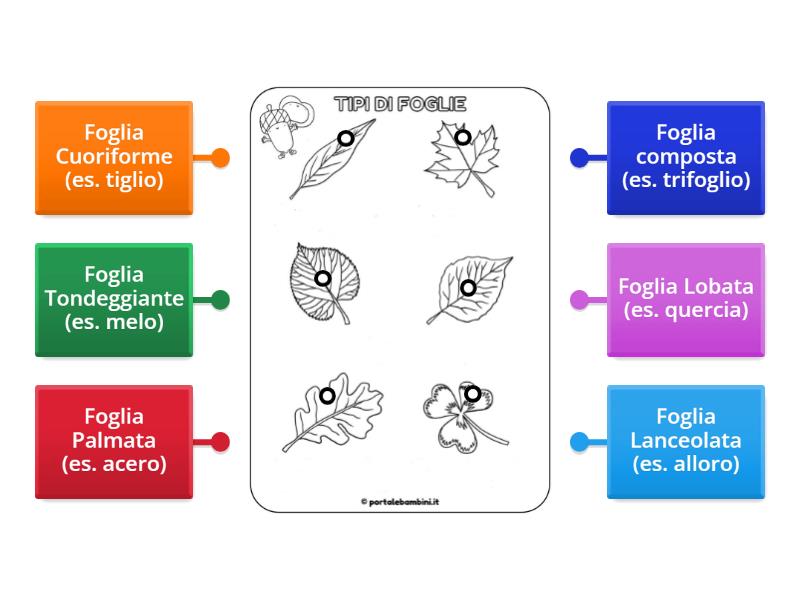 Classificazione Foglie - Labelled diagram