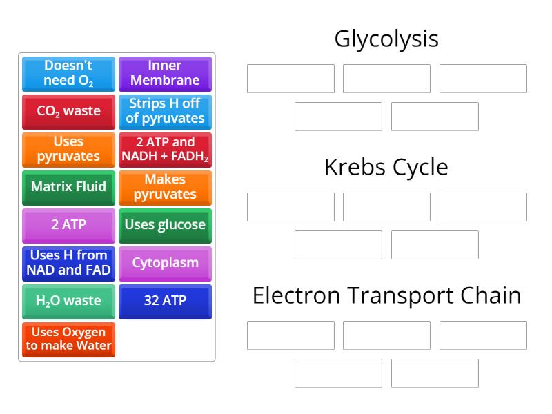 12 Bio - Steps of Respiration - Group sort