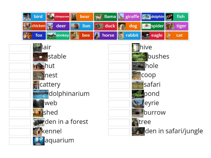 Animal homes - Match up