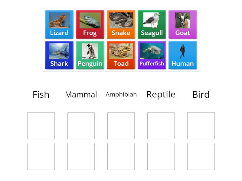 Grouping Animals - Group sort