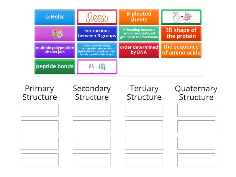 Levels of Protein Structure - Group sort
