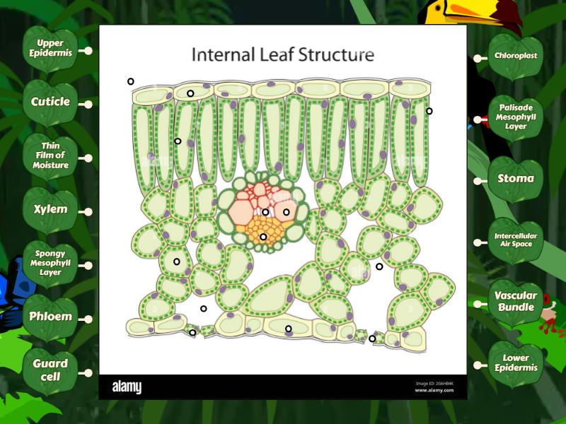 Chp 9.2 Internal Structures of the Plant - Labelled diagram