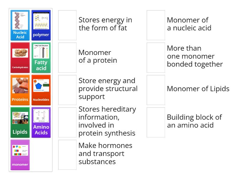 Biological macromolecules - Match up