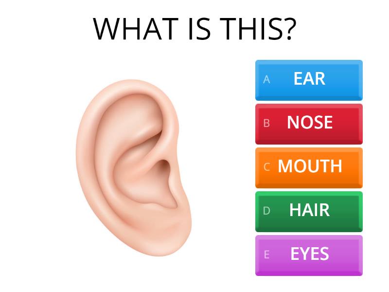 PARTS OF THE FACE - Quiz