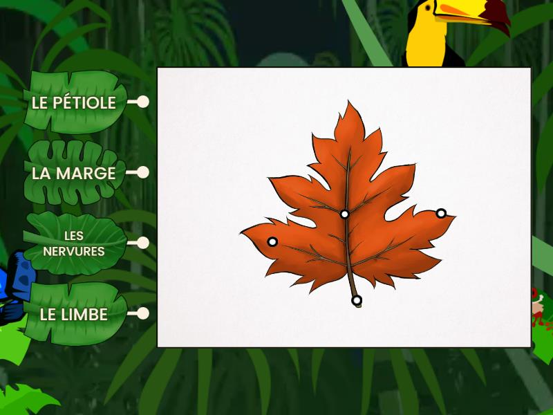 CE1 / CE2 - SCIENCES - LA FEUILLE - Diagrama con etiquetas