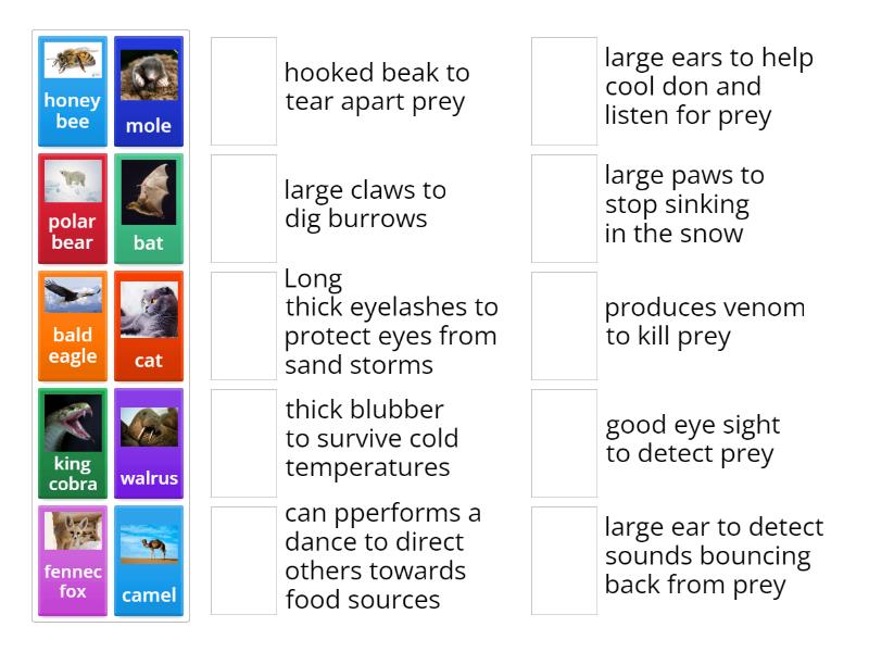 Adaptations - Match up