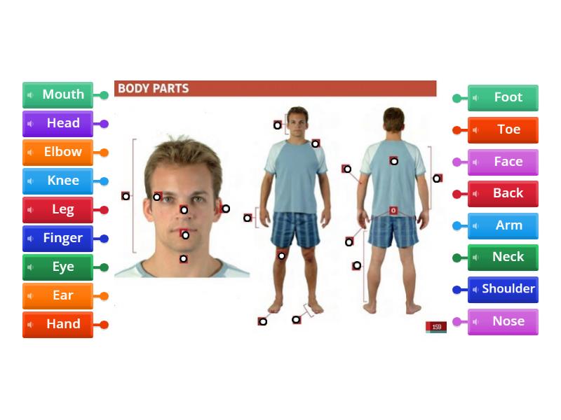 Roadmap A2 unit 5A, body parts - Labelled diagram