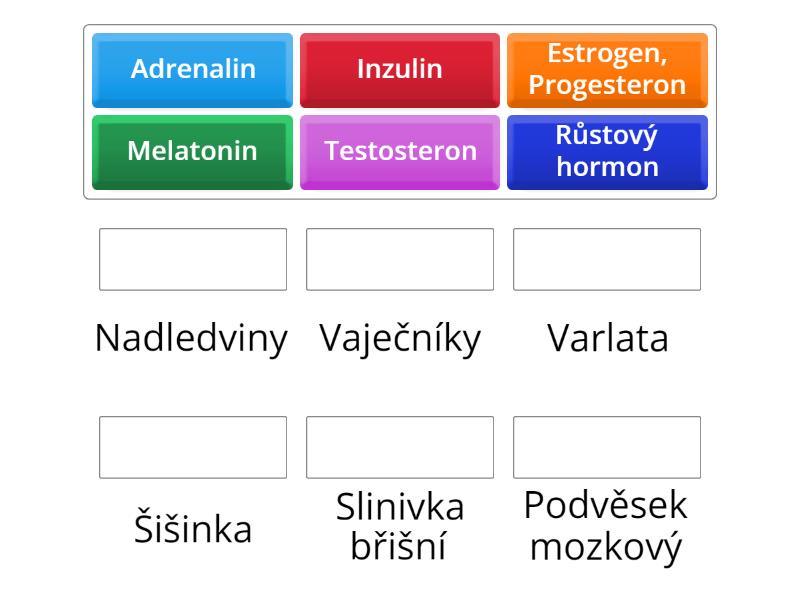 ŽLÁZY S VNITŘNÍ SEKRECÍ - HORMON - Spojte odpovídající