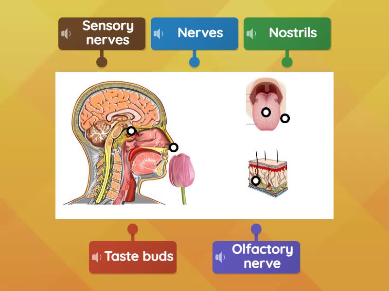 Taste, Smell and touch - Labelled diagram