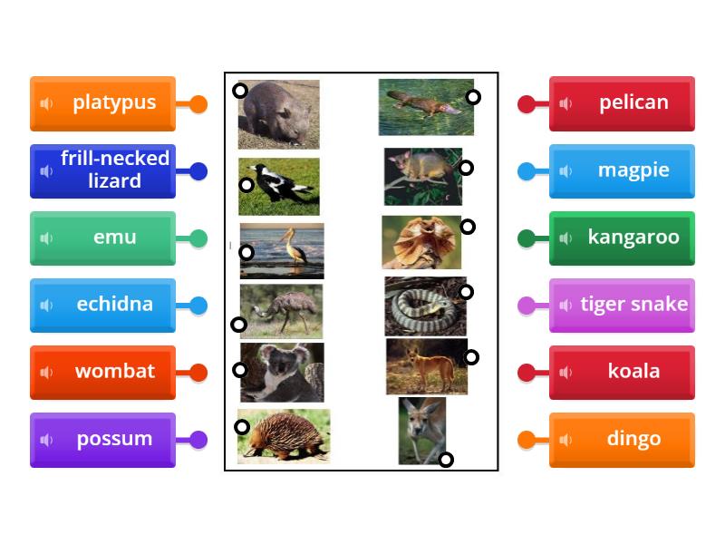Australian Animals - Labelled diagram