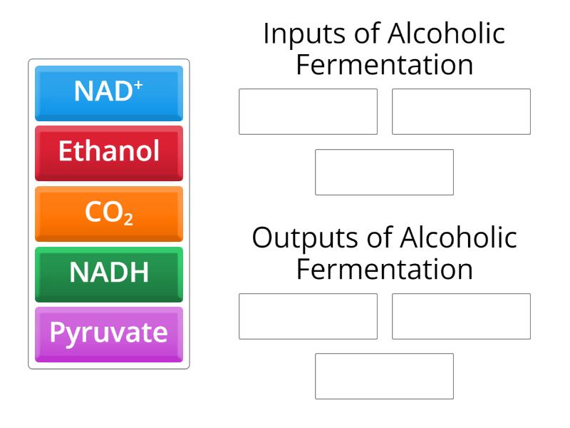Inputs & Outputs of Alcoholic Fermentation - Group sort