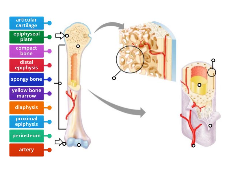 Anatomy of Long Bone - Labelled diagram