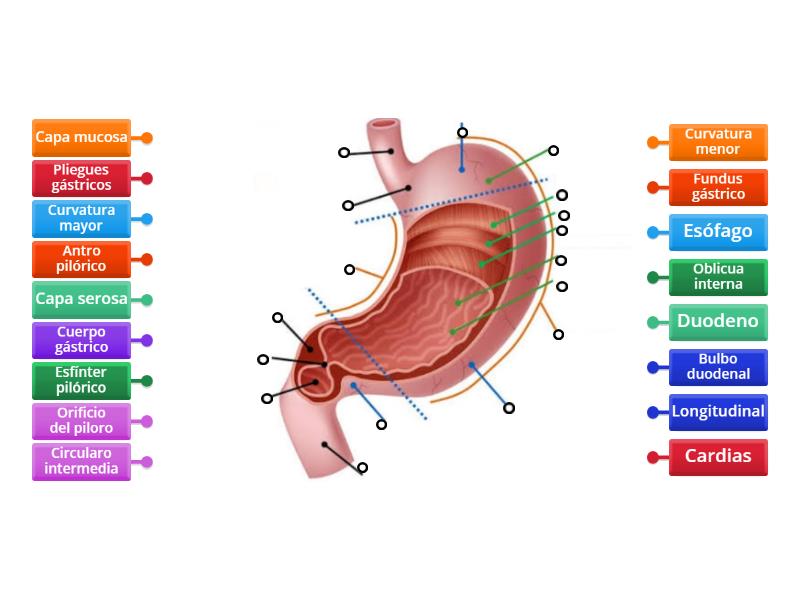Anatomía Estómago - Labelled diagram