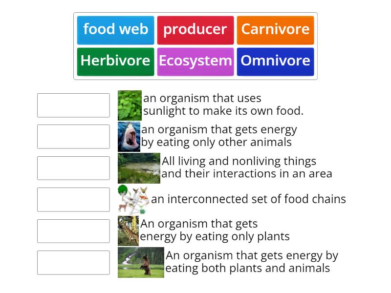 4th grade food chains/webs - Match up