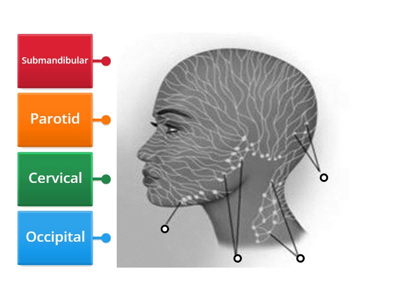 Lymph Nodes of the Head and Neck - Labelled diagram