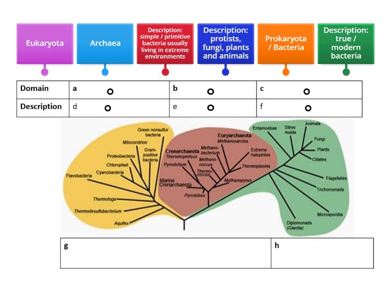 EASIER- 4.6.4 Classification of living organisms - Carl Woese's three ...