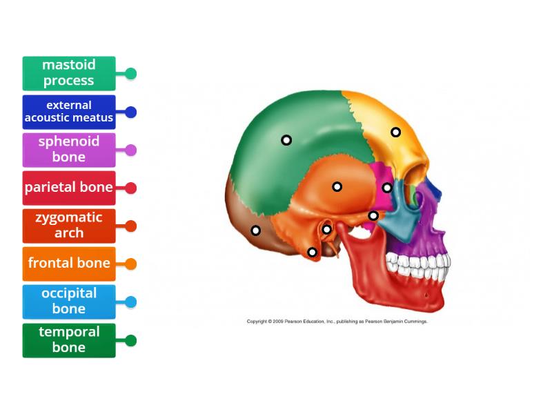 Cranial Bones (lateral view) - Labelled diagram