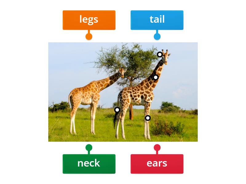 Animal bodies (giraffe) - Labelled diagram