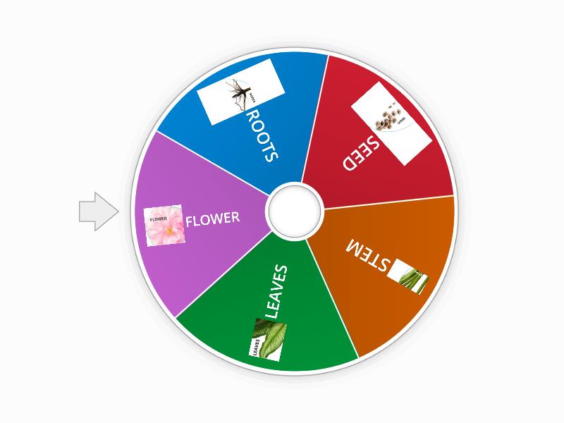 PARTS OF THE FLOWER - Spin the wheel