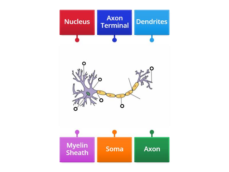 Neuron- Labels - Labelled diagram