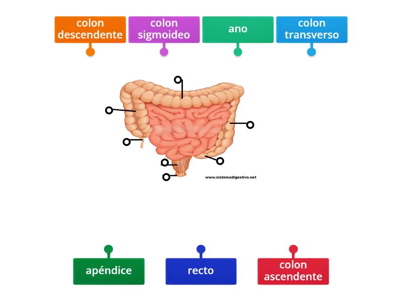 PARTES DEL INTESTINO GRUESO - Labelled diagram