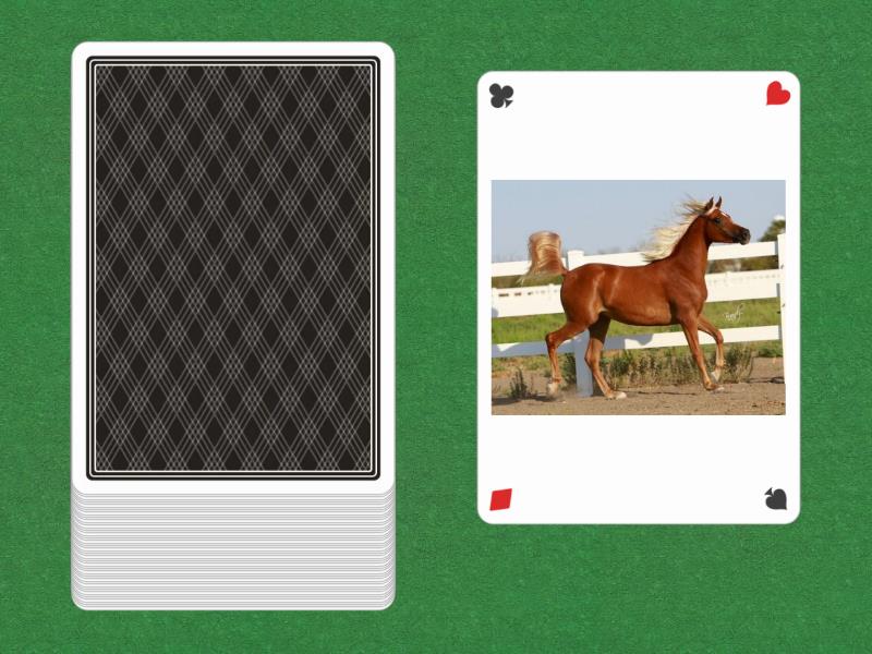 Spelling Bee Cards - Speaking cards