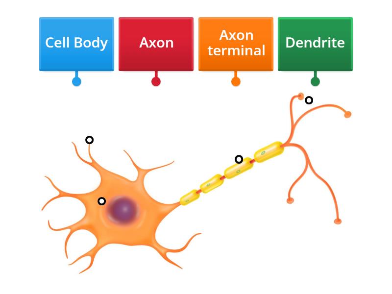 Basic Parts of a Neuron - Labelled diagram