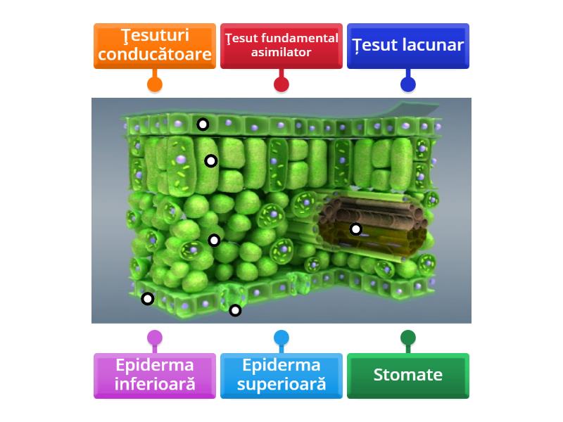 Structura internă a frunzei - Țesuturi - Labelled diagram