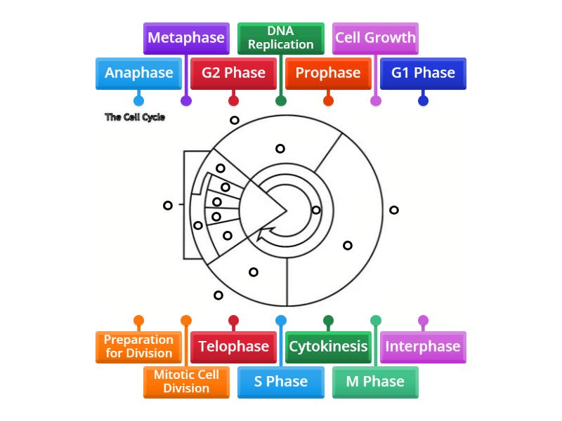 Cell Cycle Word Wall - Labelled diagram