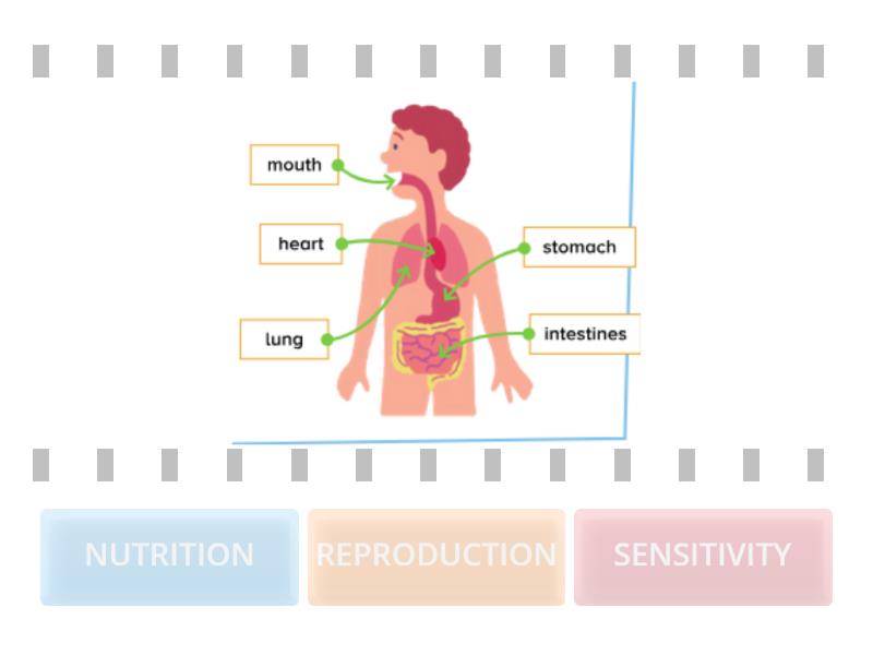 Nutrition, sensitivity and reproduction - Find the match