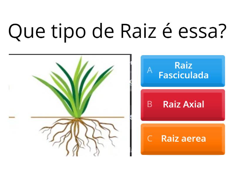 Estruturas Vegetais: Raiz, Caule, Folha, Flor, Frutos e Sementes - Quiz