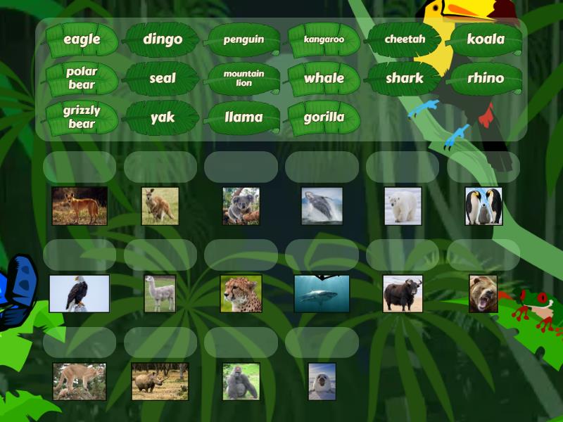 wild animals - Match up