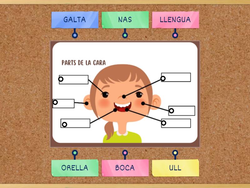 PARTS DE LA CARA - Labelled diagram