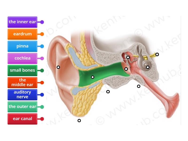 Ear Natural Science 3 - Labelled diagram