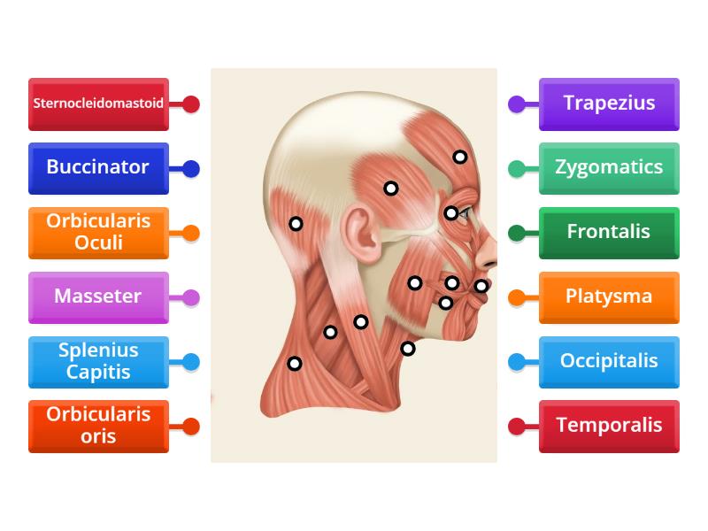 Labeling Lateral Head Muscles - Labelled diagram