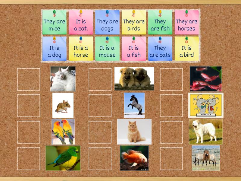 Kid's box 1 Unit 5 Pets Plural - Match up