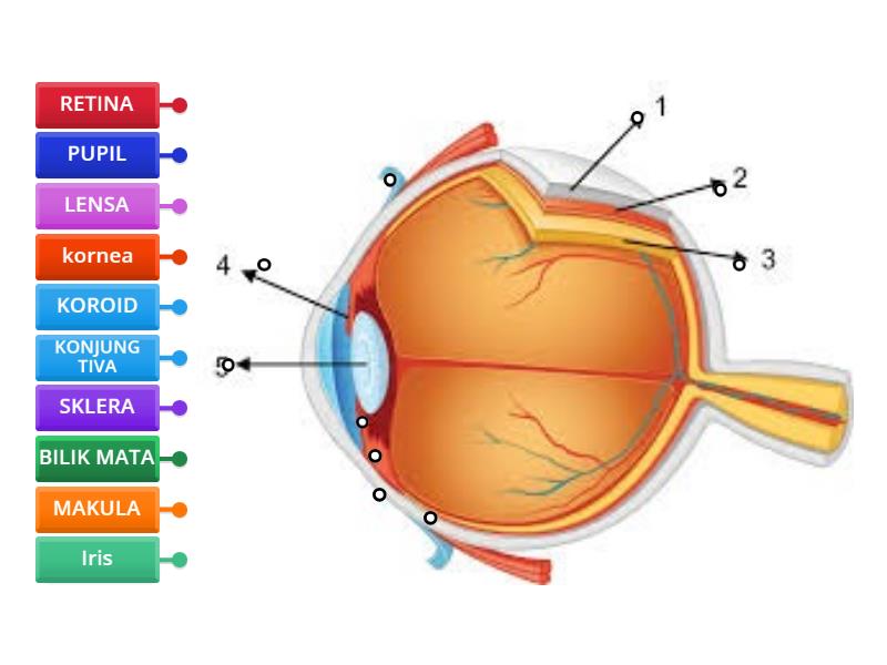 BAGIAN BAGIAN MATA - Labelled diagram