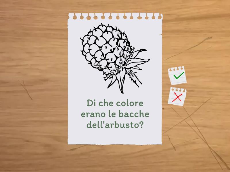 Elmer l'elefante variopinto: comprensione del testo - Flashcards