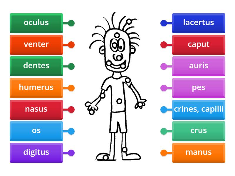 Latin Body Parts - Labelled diagram